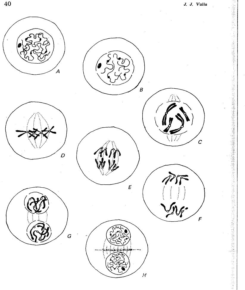 Ura 22. diferentes etapas de la mito! g, h: telofase. a, 8,