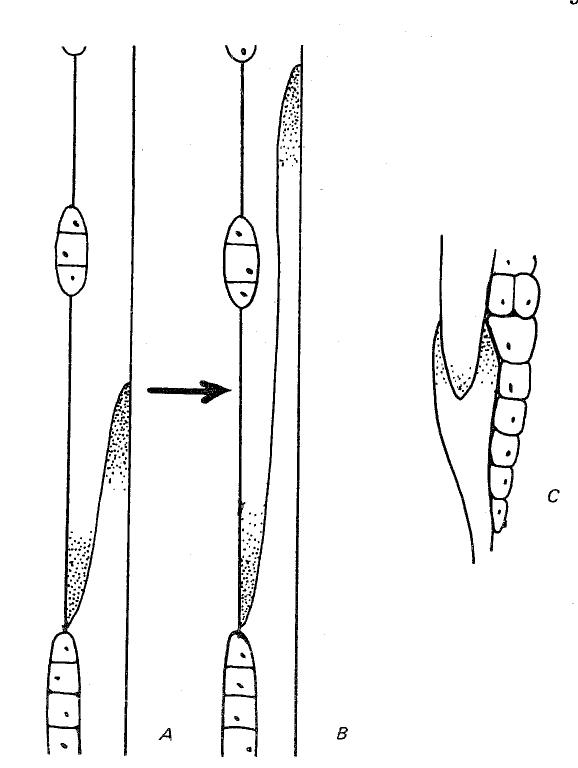 Ura 45. tipos de divisiones de tas células cambiales (vistas