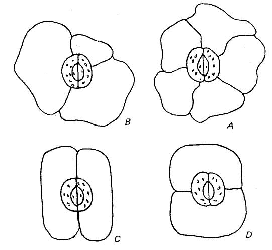 Ura 53. tipos de estomas en relacién con las células anexas