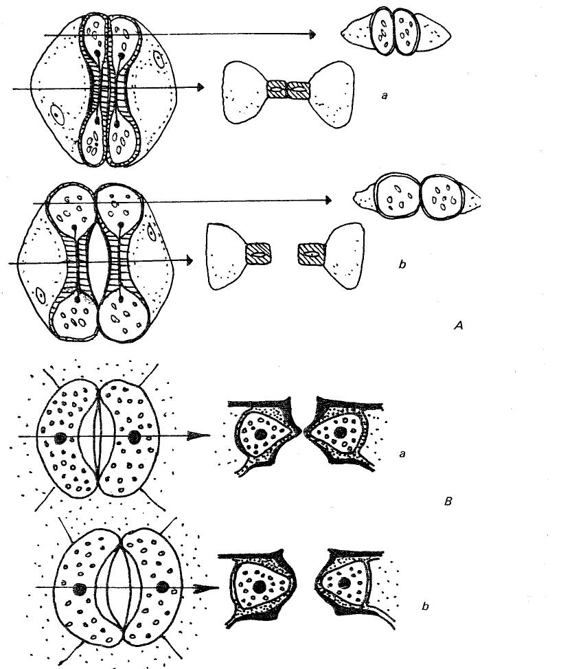 Ura 54. morfologia y tipos de movimientos en las células