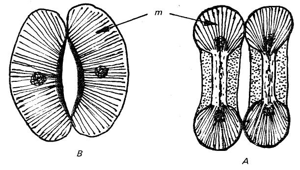 Ra 55, esquemas de las células oclusivas de los estomas de