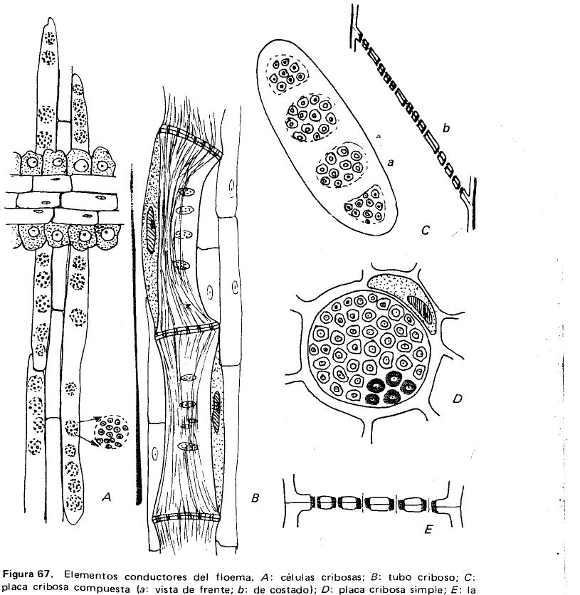 Figure 58 - MORFOLOGÍA DE LAS PLANTAS SUPERIORES