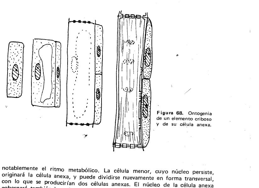 Figure 59 - MORFOLOGÍA DE LAS PLANTAS SUPERIORES