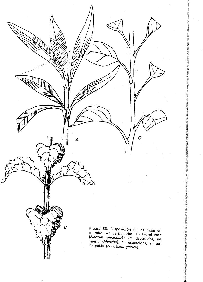 Figure 70 - MORFOLOGÍA DE LAS PLANTAS SUPERIORES