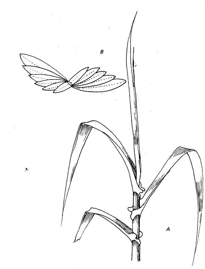 Figure 71 - MORFOLOGÍA DE LAS PLANTAS SUPERIORES