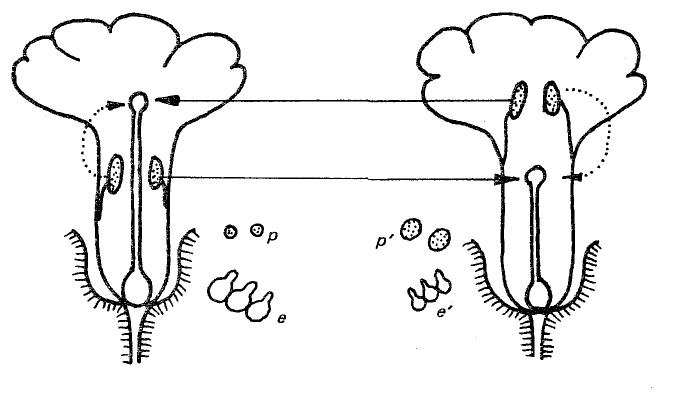 Figure 114 - MORFOLOGÍA DE LAS PLANTAS SUPERIORES
