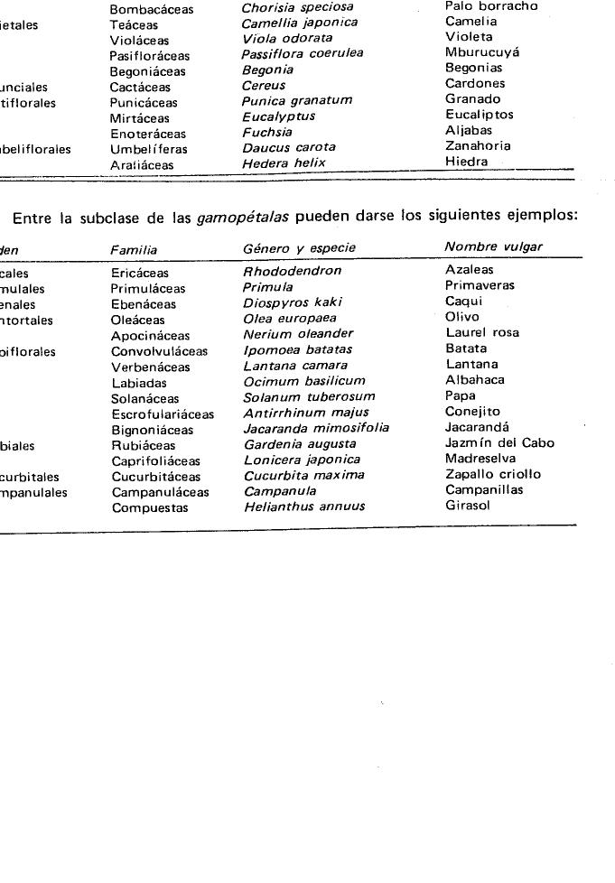 Table 12 - MORFOLOGÍA DE LAS PLANTAS SUPERIORES