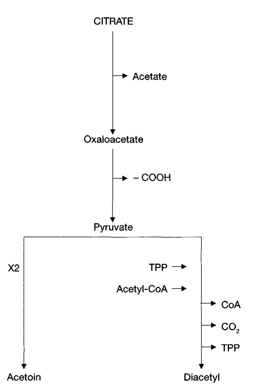-2 the general pathway by which acetoin and diacetyl are
