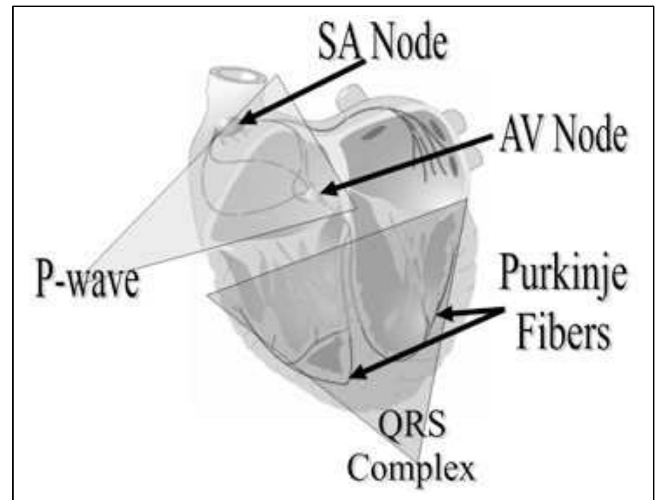 Figure 2 - 5 Steps to Rhythm Strip Interpretation