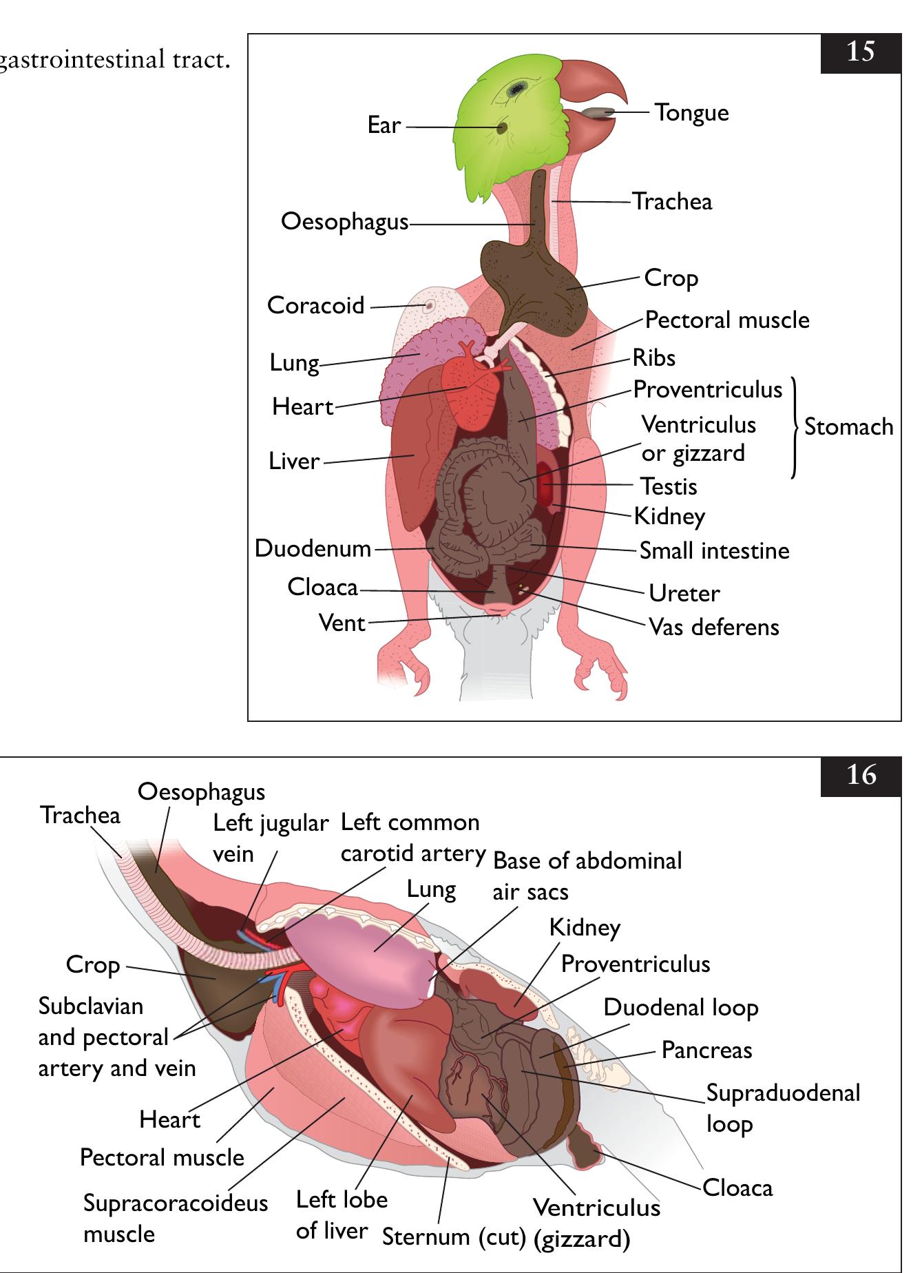 The avian pancreas consists of three lobes. the dorsal and