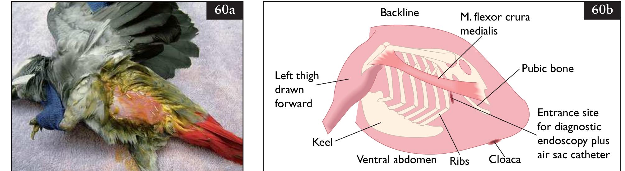 60 (a) left lateral approach for coelomic endoscopy. (b)