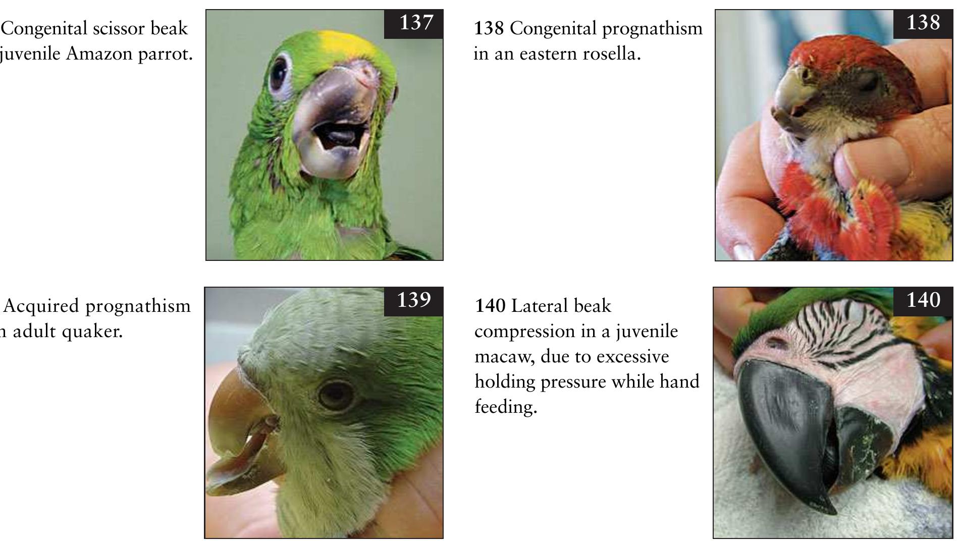 Malformation of the beak may be congenital or acquired.