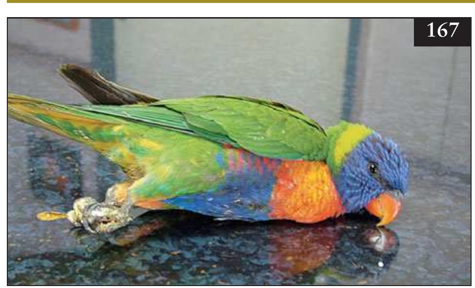167 lorikeet paralysis syndrome in a swainson’s (rainbow)