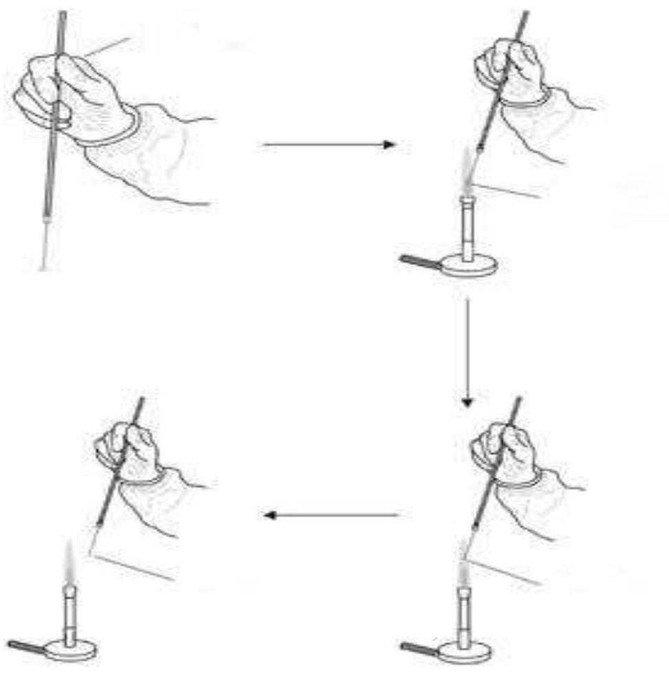 Inoculating wire loop flaming procedure