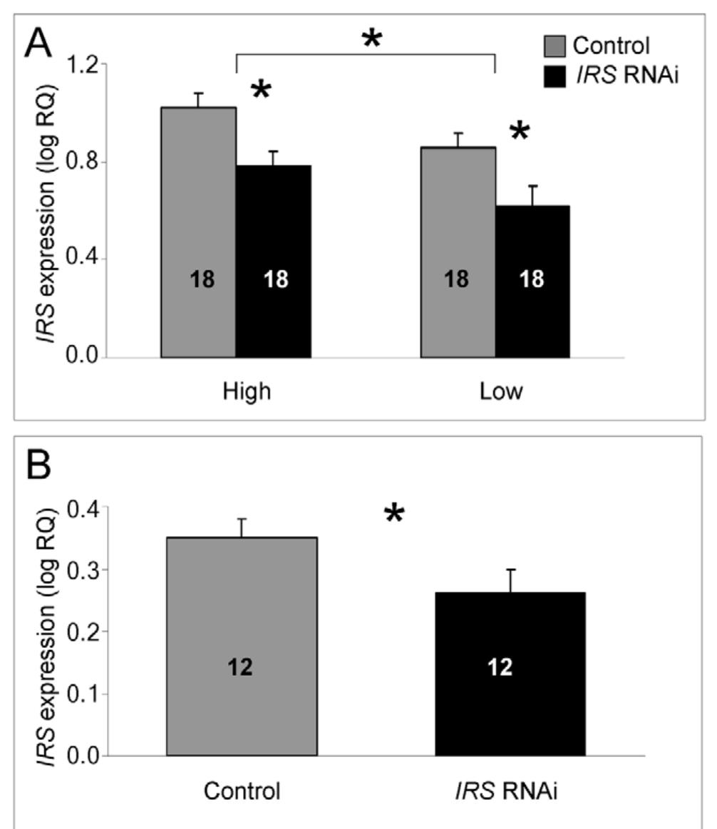 Qrt-pcr validation of /rs rnai in peripheral fat body. /rs