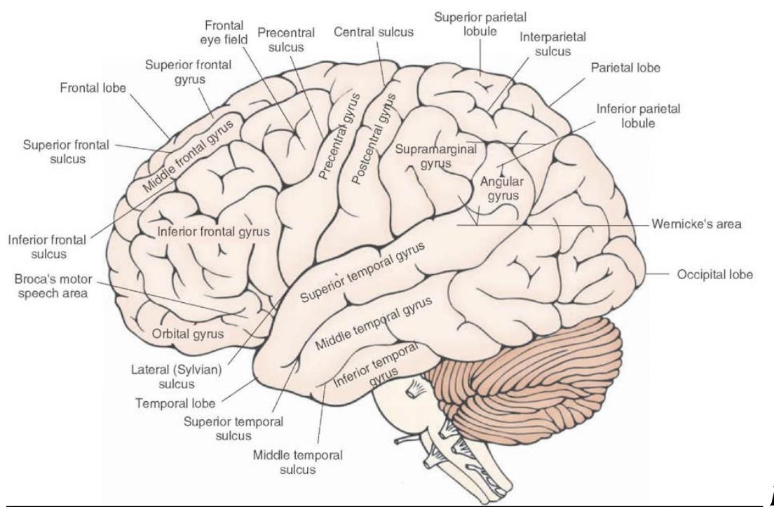 After the human lineage split from that of chimpanzees,