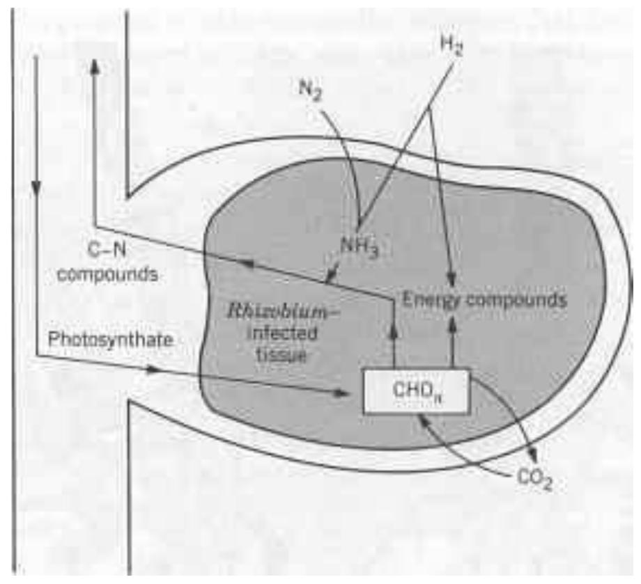 3 schematic drawing of a legume root nodule and root