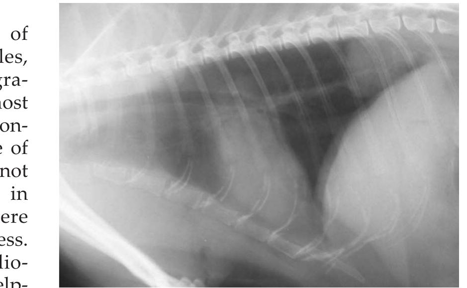 Lateral thoracic radiograph from a cat with ate, showing a