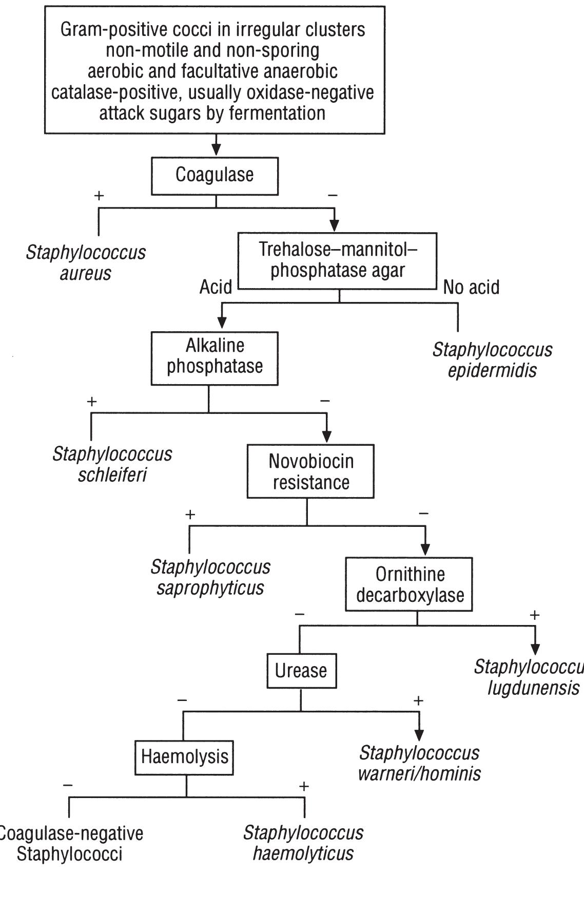 Flow diagram for the preliminary identification of human