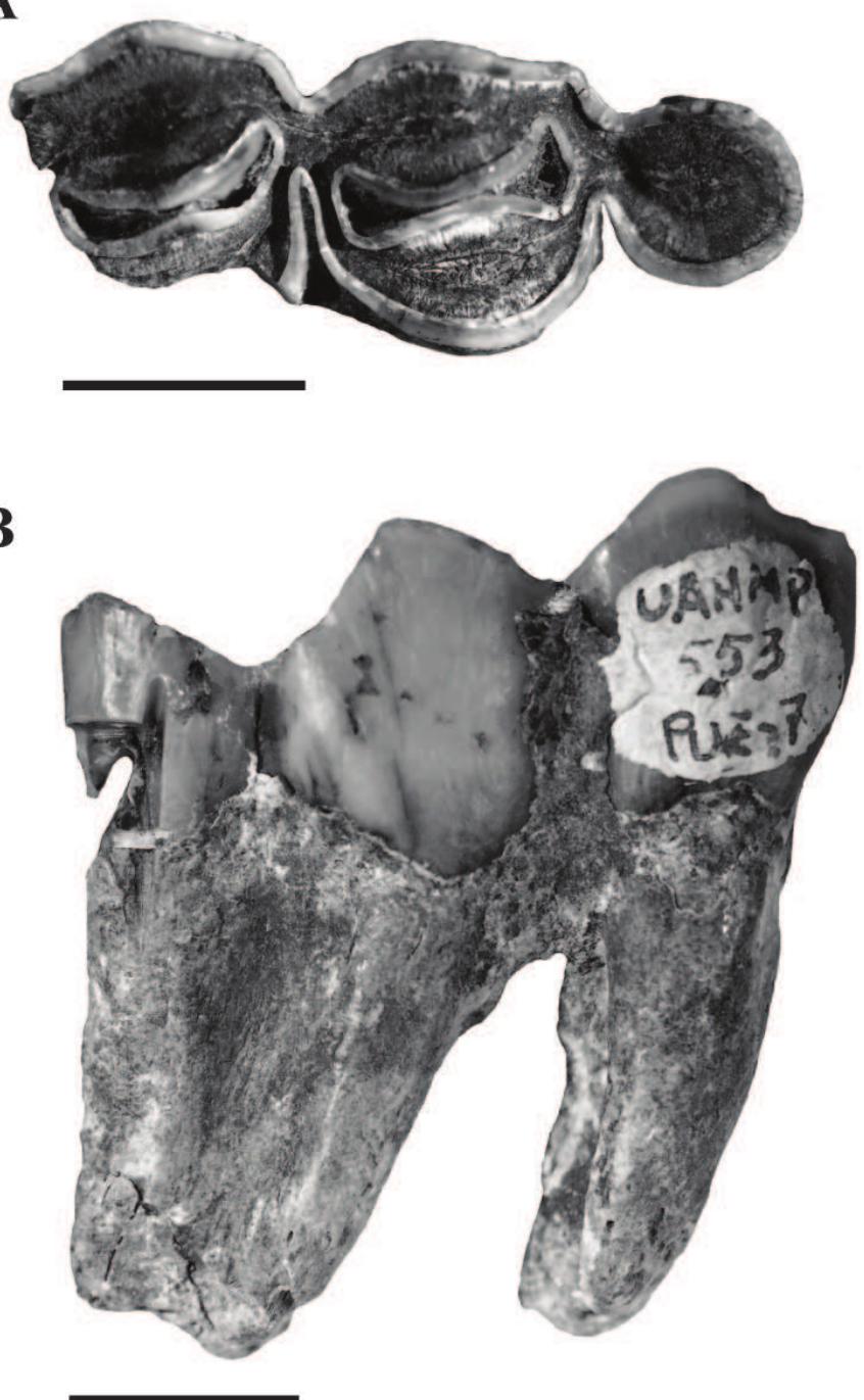 Lower last molar of palaeolama mirifica from the late