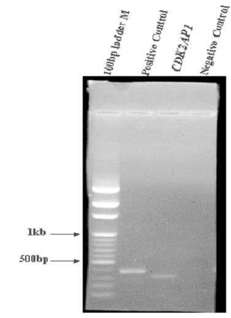 Figure 4 - Primer design using genetic algorithm
