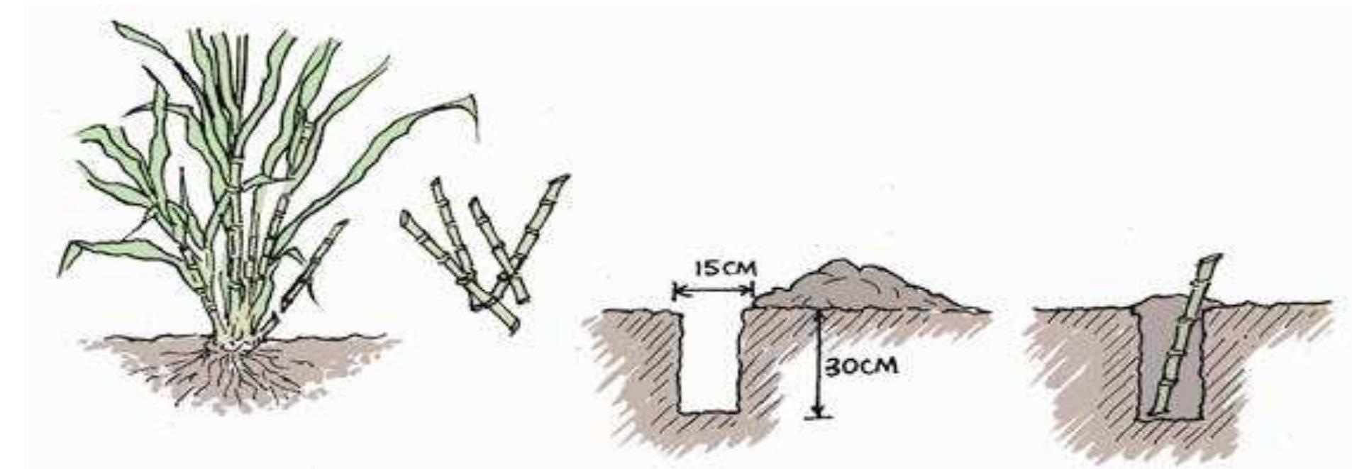 (PDF) From Extensive to Semi-intensive Livestock Production Systems in ...