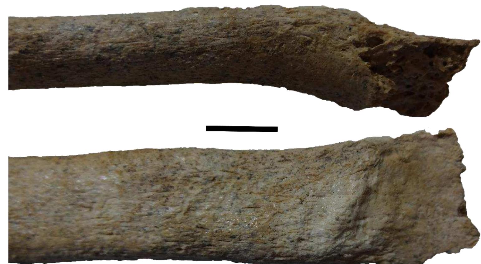 Kalavasos village tombs, tomb 63, left radius of an adult of