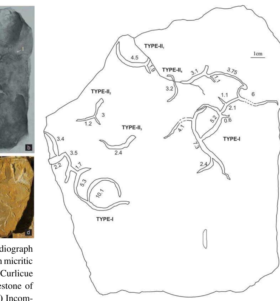 Dimensional line drawing of curlicue type of cracks exposed