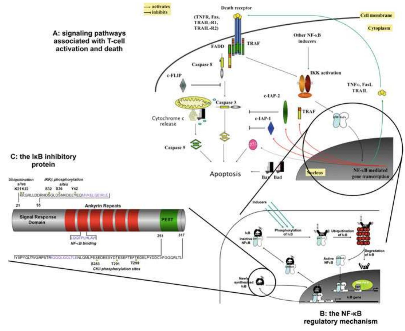 3, molecular levels [panels adapted from (baetu and hiscott