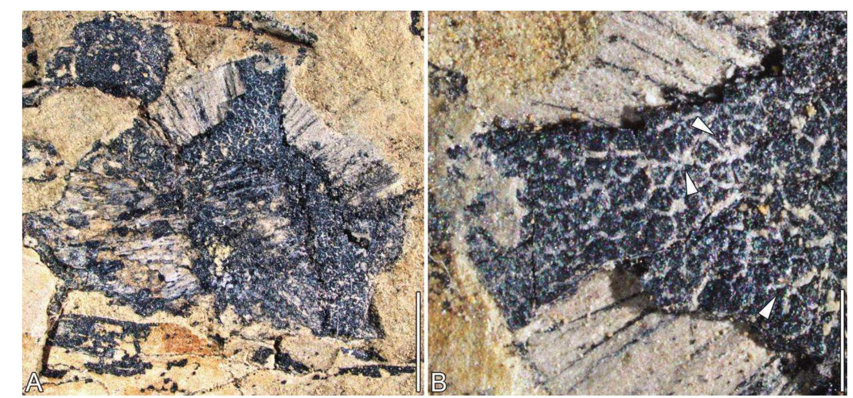 Developing gynoecium of williamsonia carolinensis from the