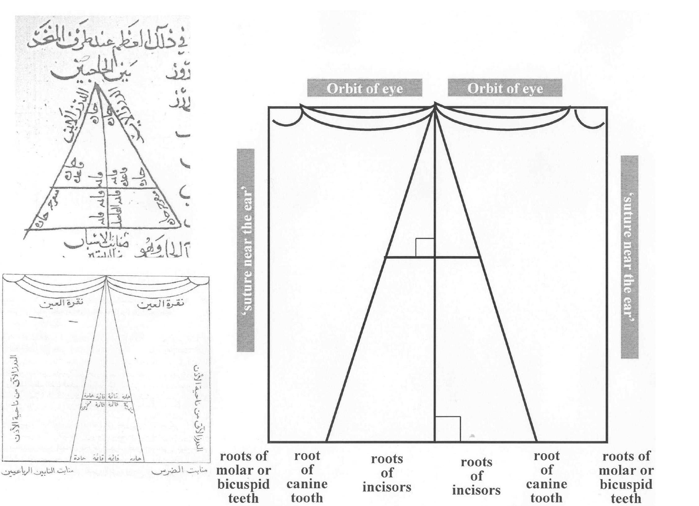 Diagram of the bones of the upper jaw. based upon a diagram