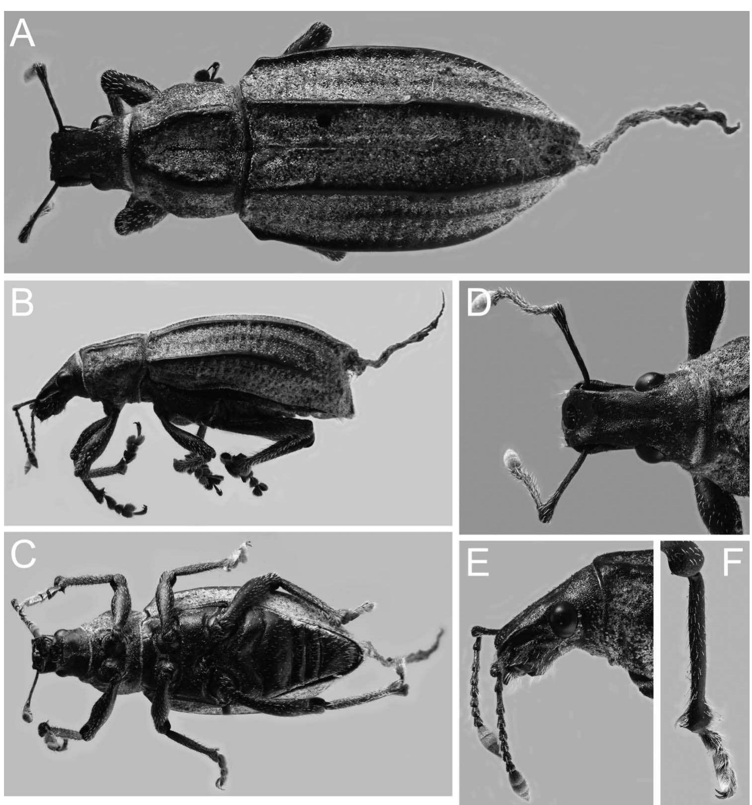 Habitus of exorides wagneri, female. (a) dorsal view; (b)