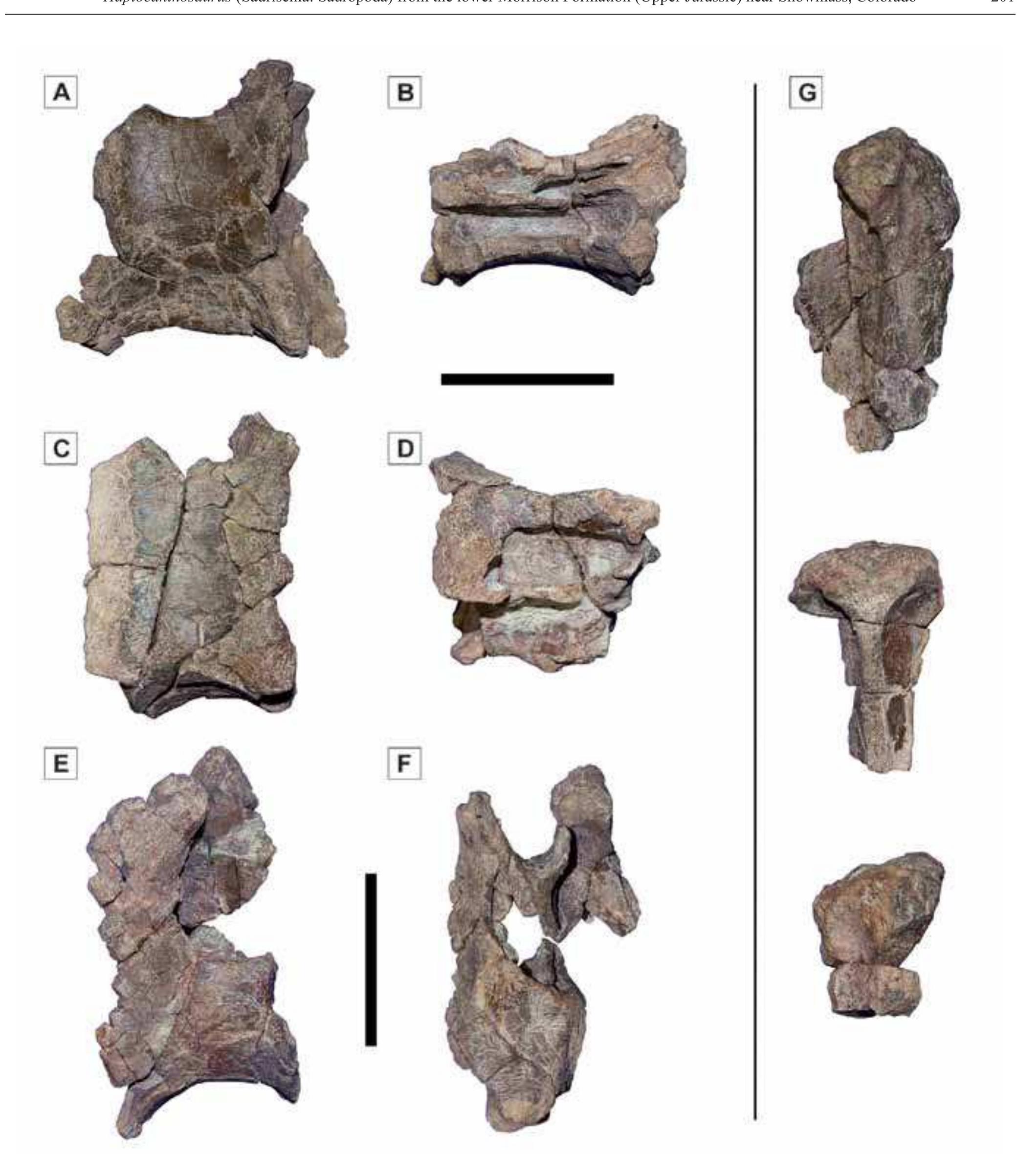 Mwc 8028, haplocanthosaurus dorsal vertebrae
