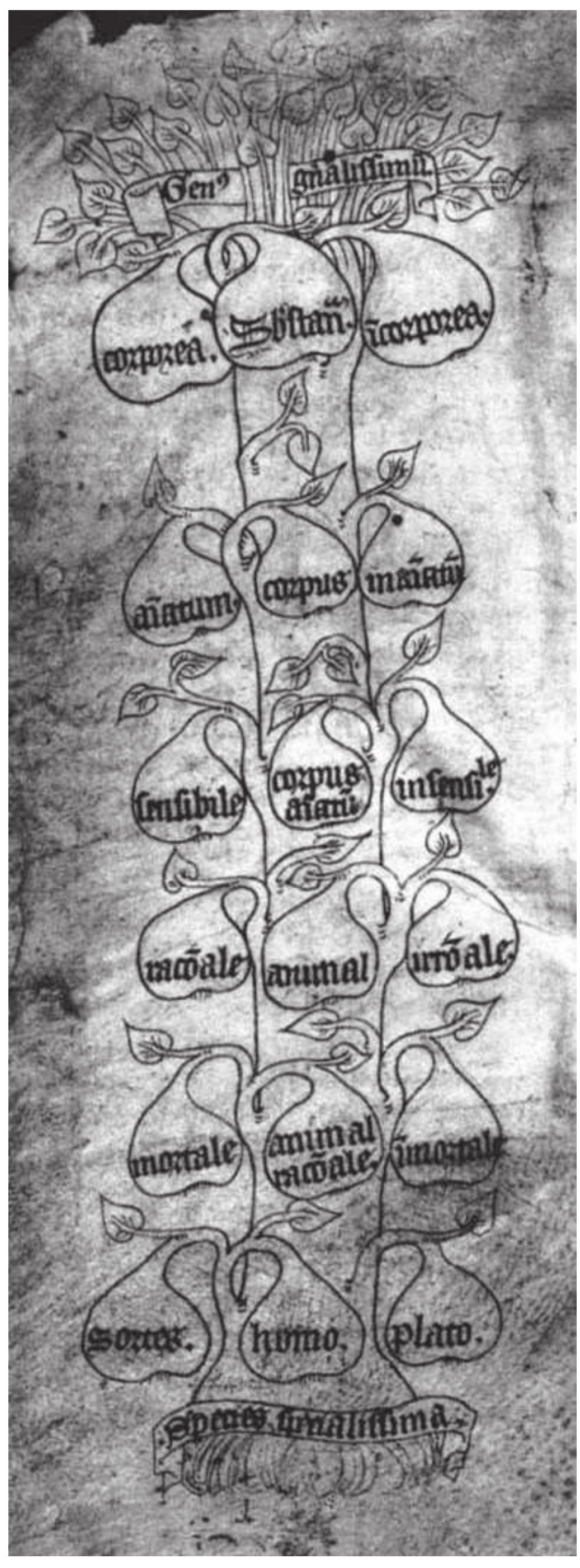 Figure 5 - The Medieval Tree of Porphyry: An Organic
