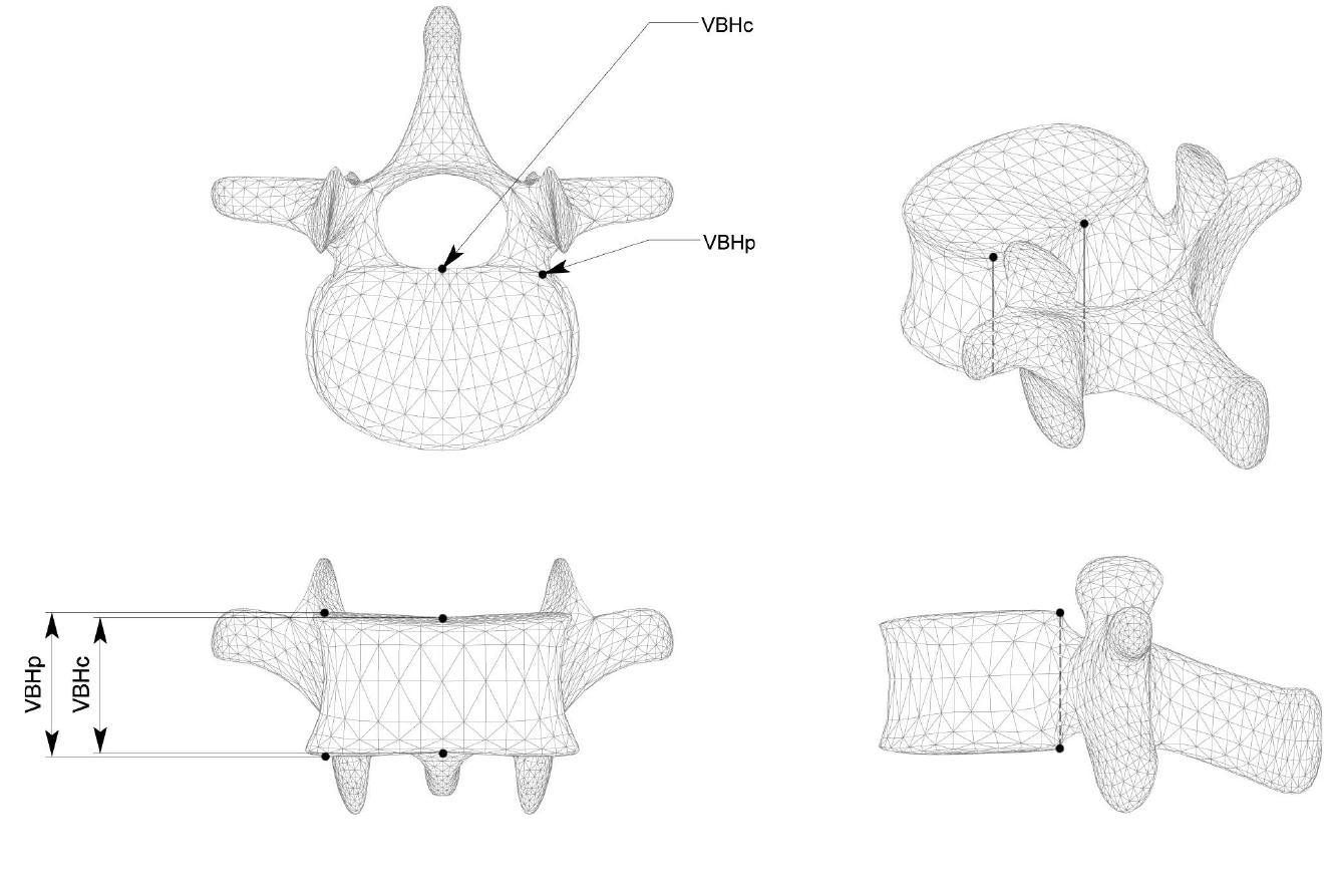 Measurement methodology, dimensioning and anatomical