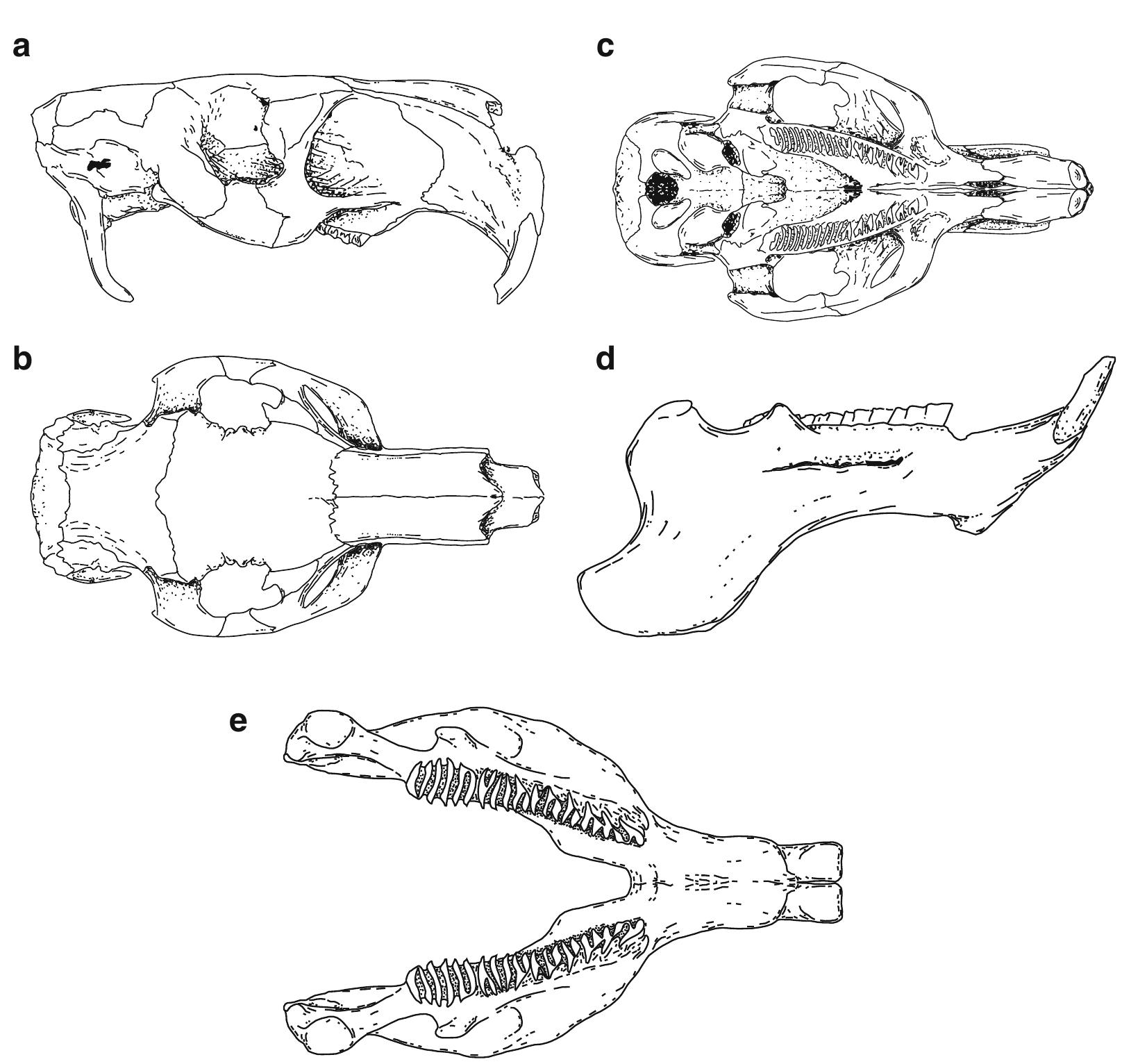 (PDF) Taxonomy, natural history and distribution of the capybara