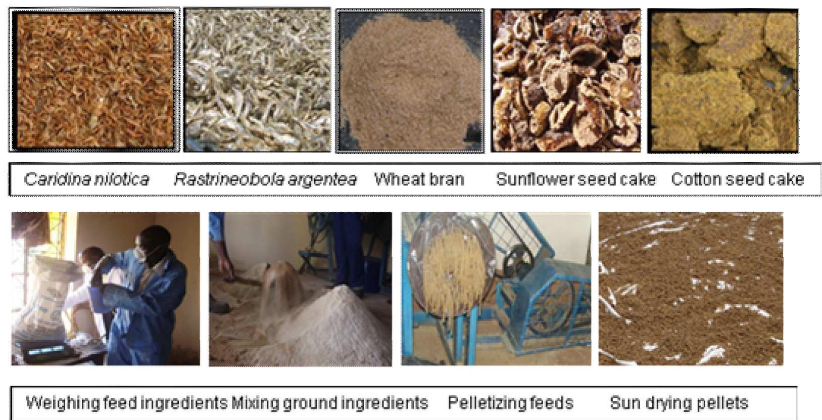 Photos showing some commonly used fish feed ingredients and