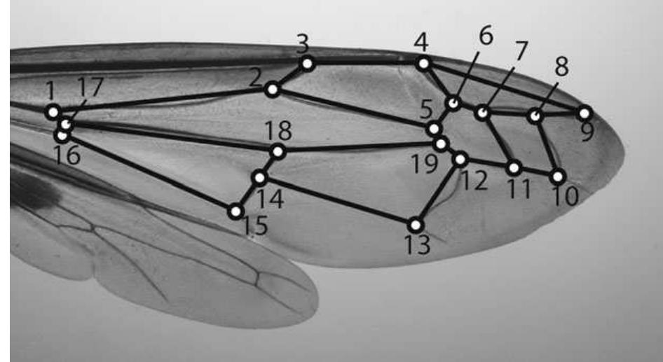 Phylogenetic signal fig. 1 location of the 2d landmarks