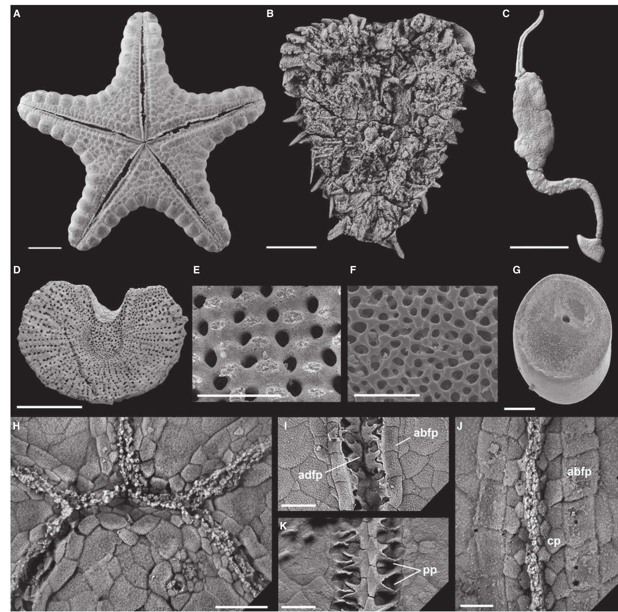Characters of extant and extinct echinoderms. a, modern