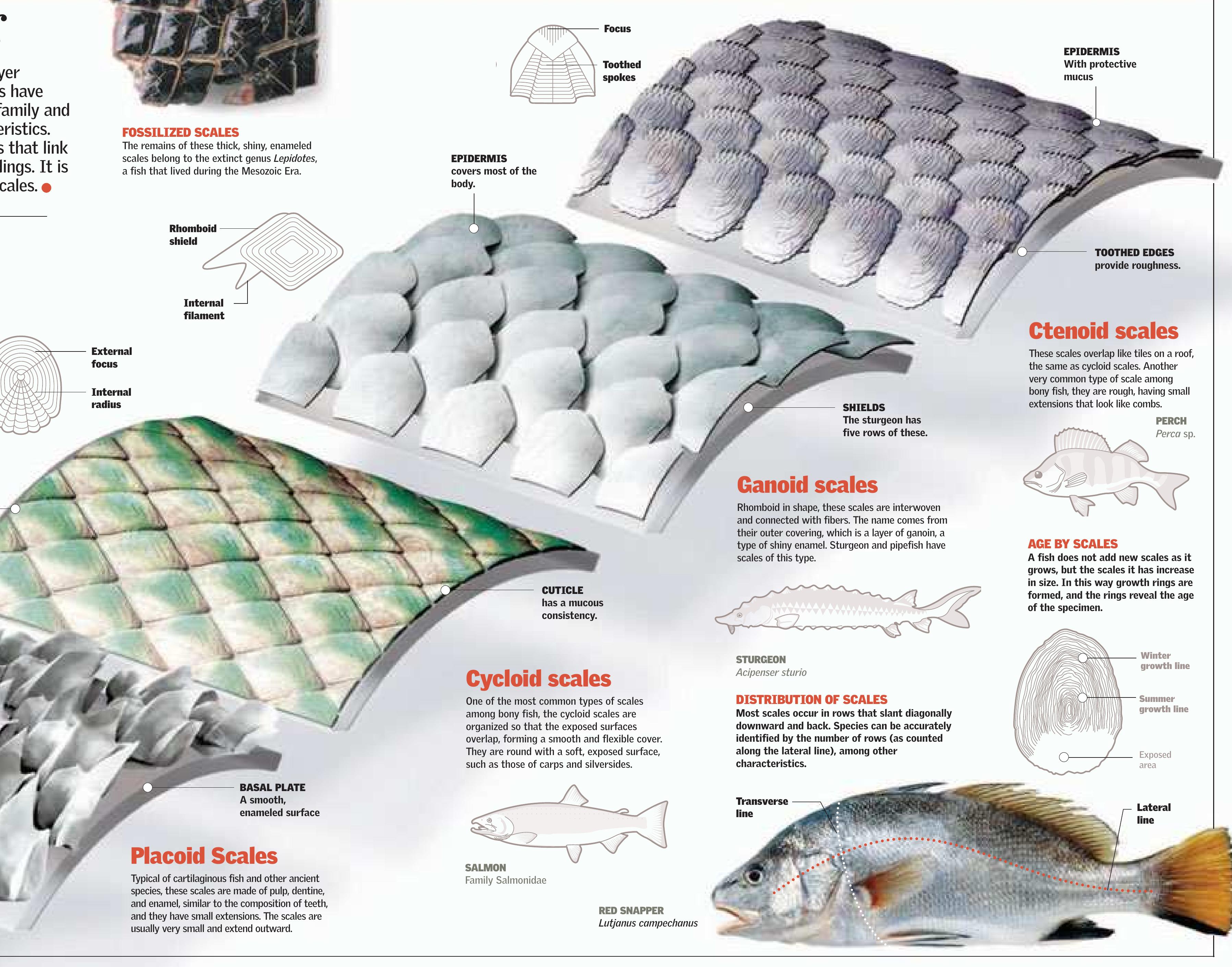 Figure 7 - Fish and Amphibians - Britannica Illustrated