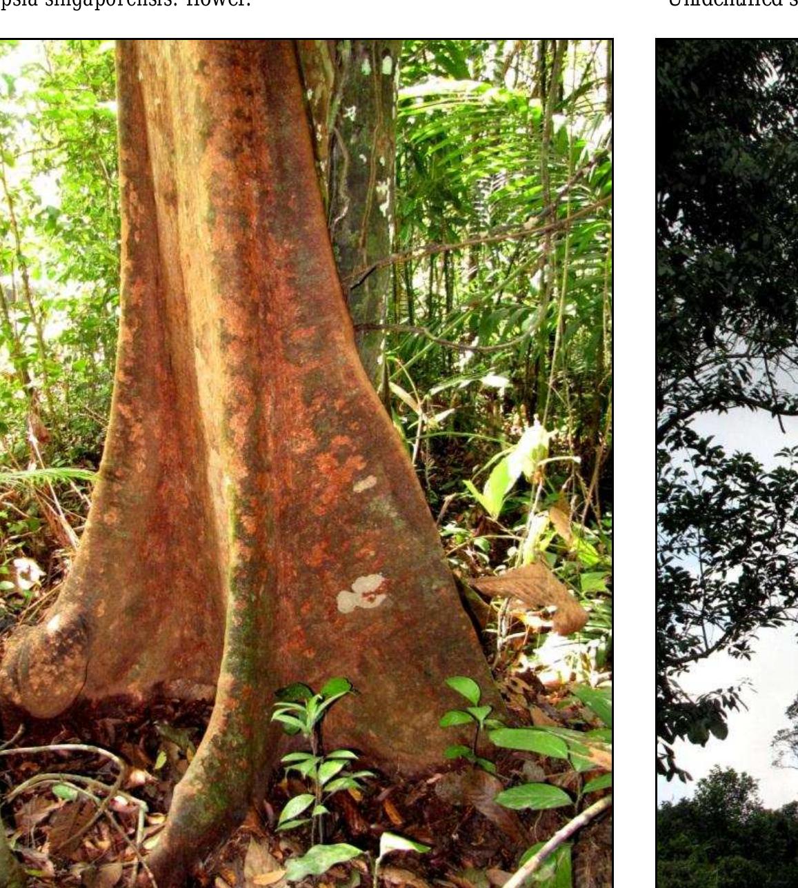 Pometia pinnata: large plank buttresses (swamp form).