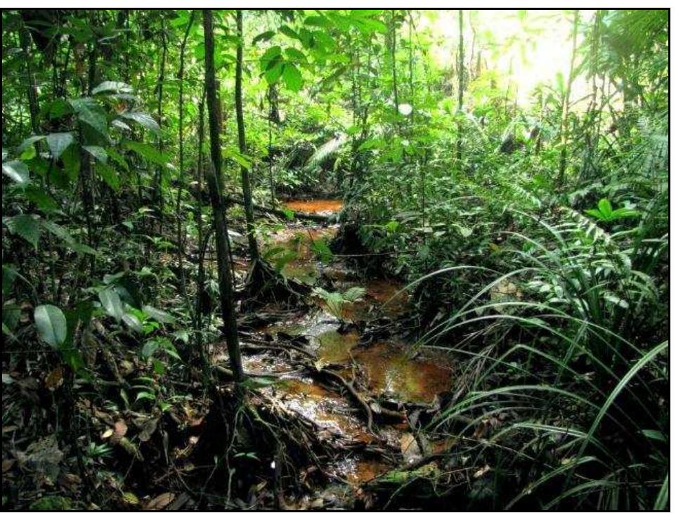 Upstream view of swampy stream from the a. pneumatophora. ee