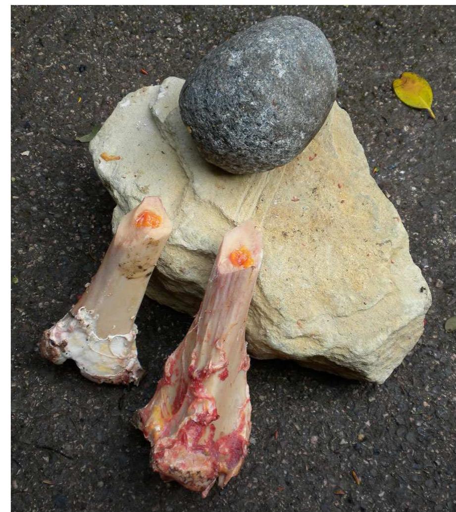 Hammerstone and anvil used in the bone fracture experiments,