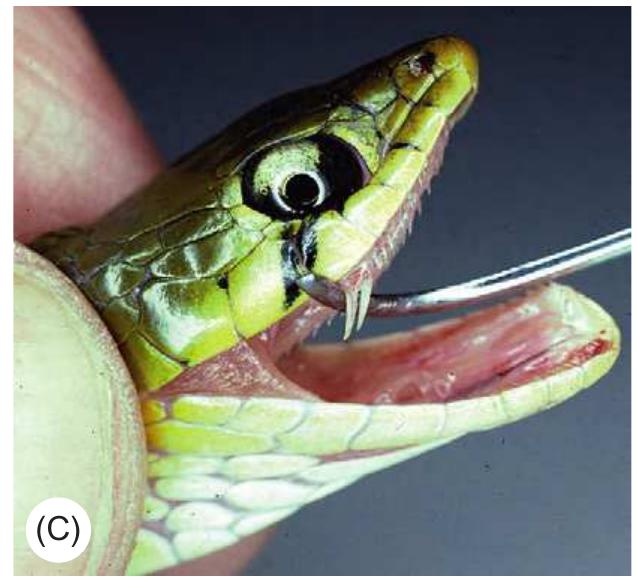 Plate 4.45c. enlarged posterior maxillary teeth of the