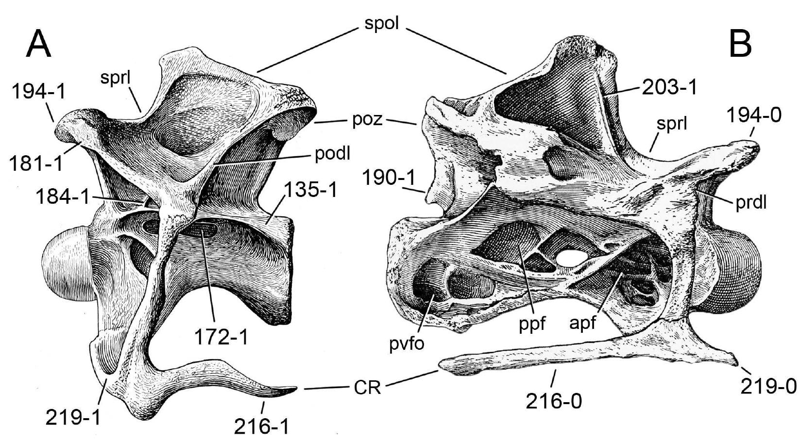 Cervical vertebra 11 of diplodocids. cervical vertebra 11 of