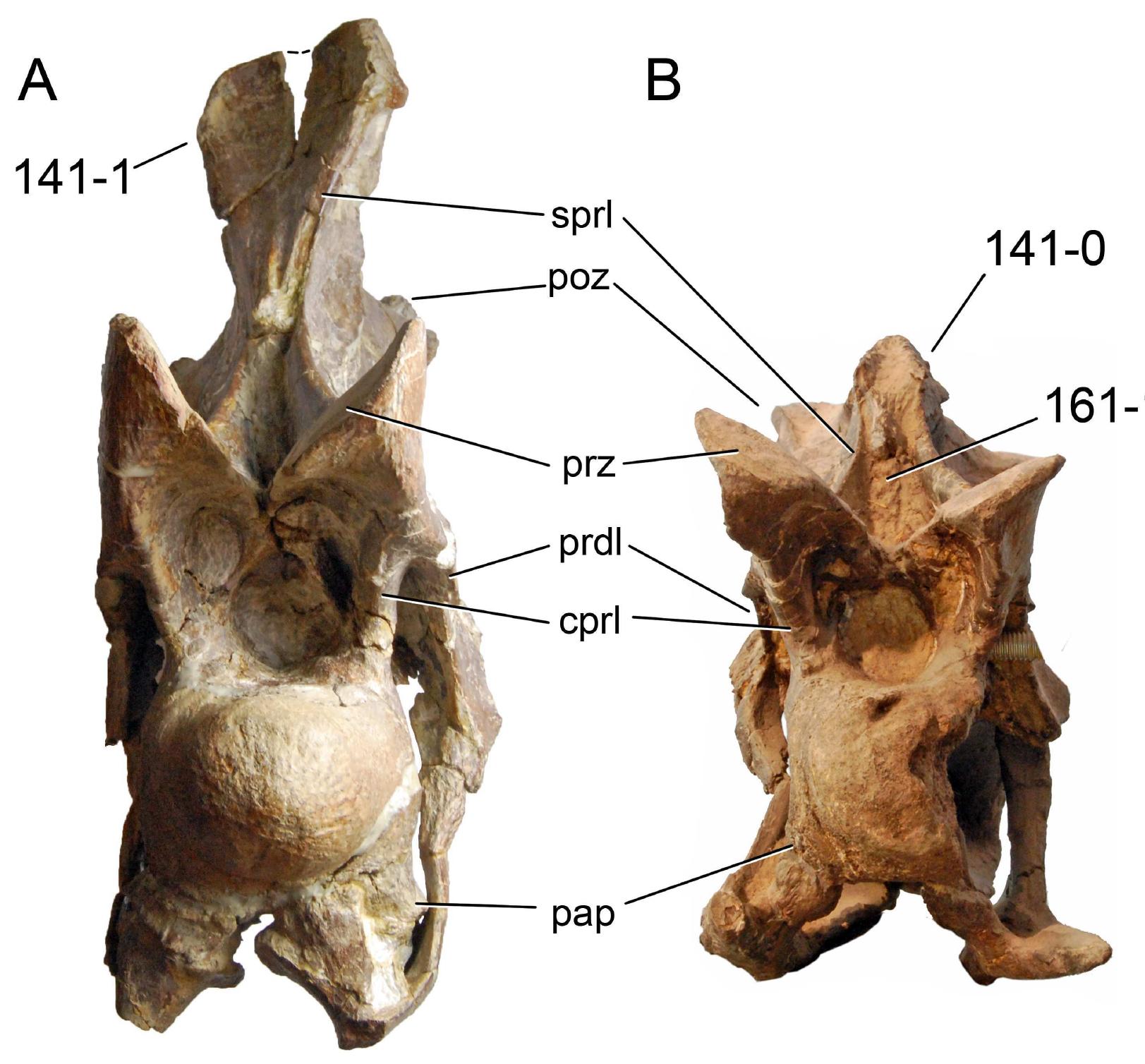 Cervical vertebra 5 of flagellicaudatans. cervical vertebra
