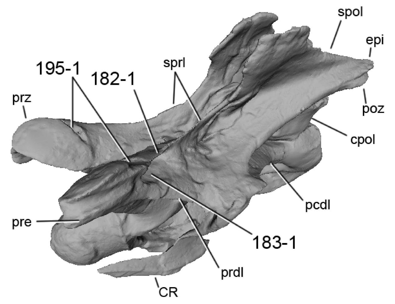 Cervical vertebra 12 of kaatedocus siberi sma 0004 in