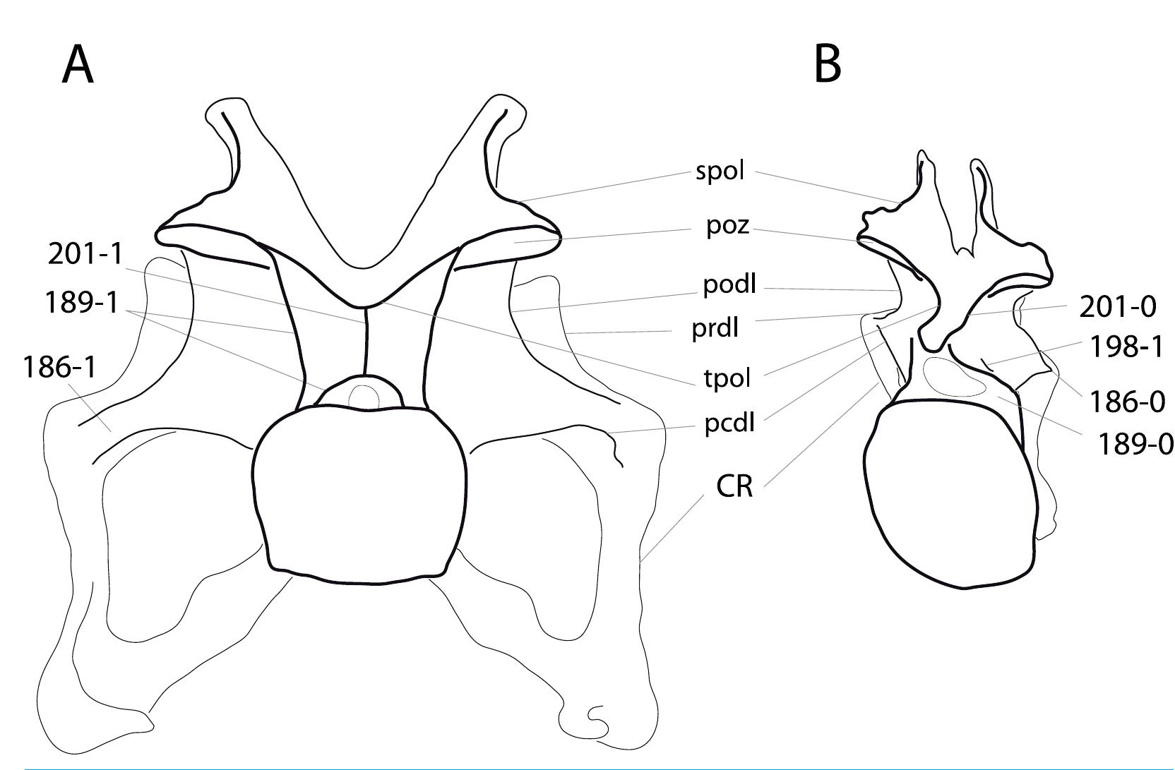 Cervical vertebra 12 of diplodocids. cervical vertebra 12 of
