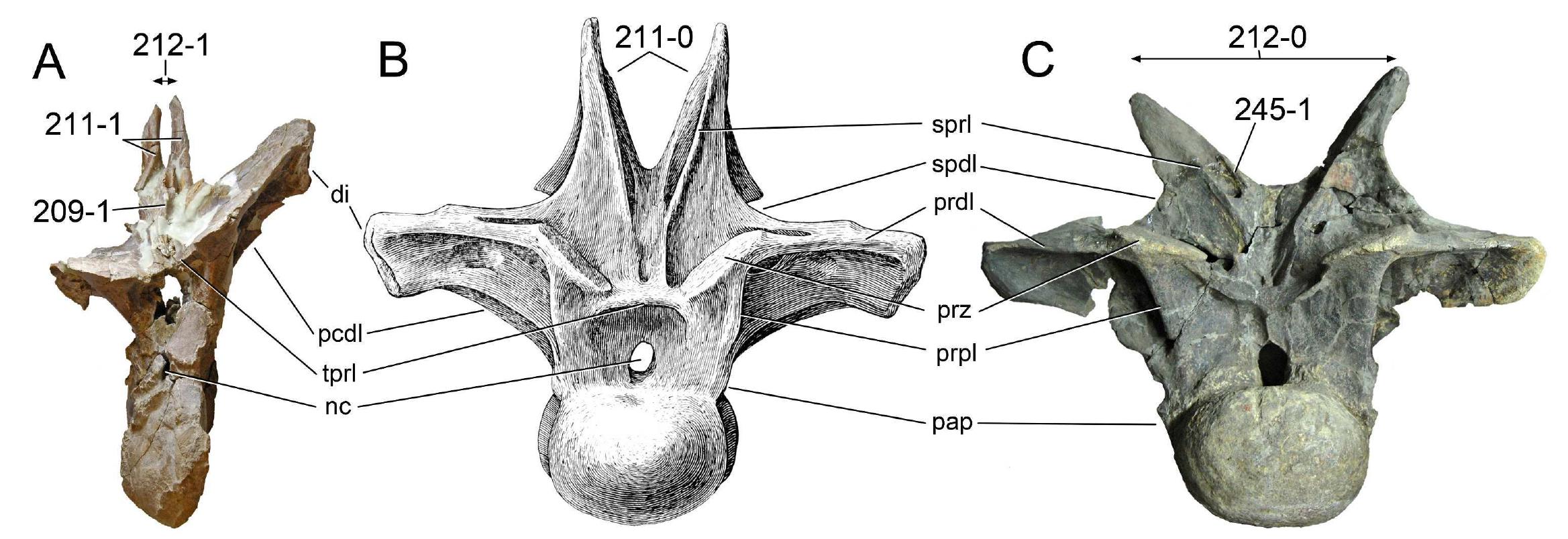 Flagellicaudatan anterior dorsal vertebrae. anterior dorsal