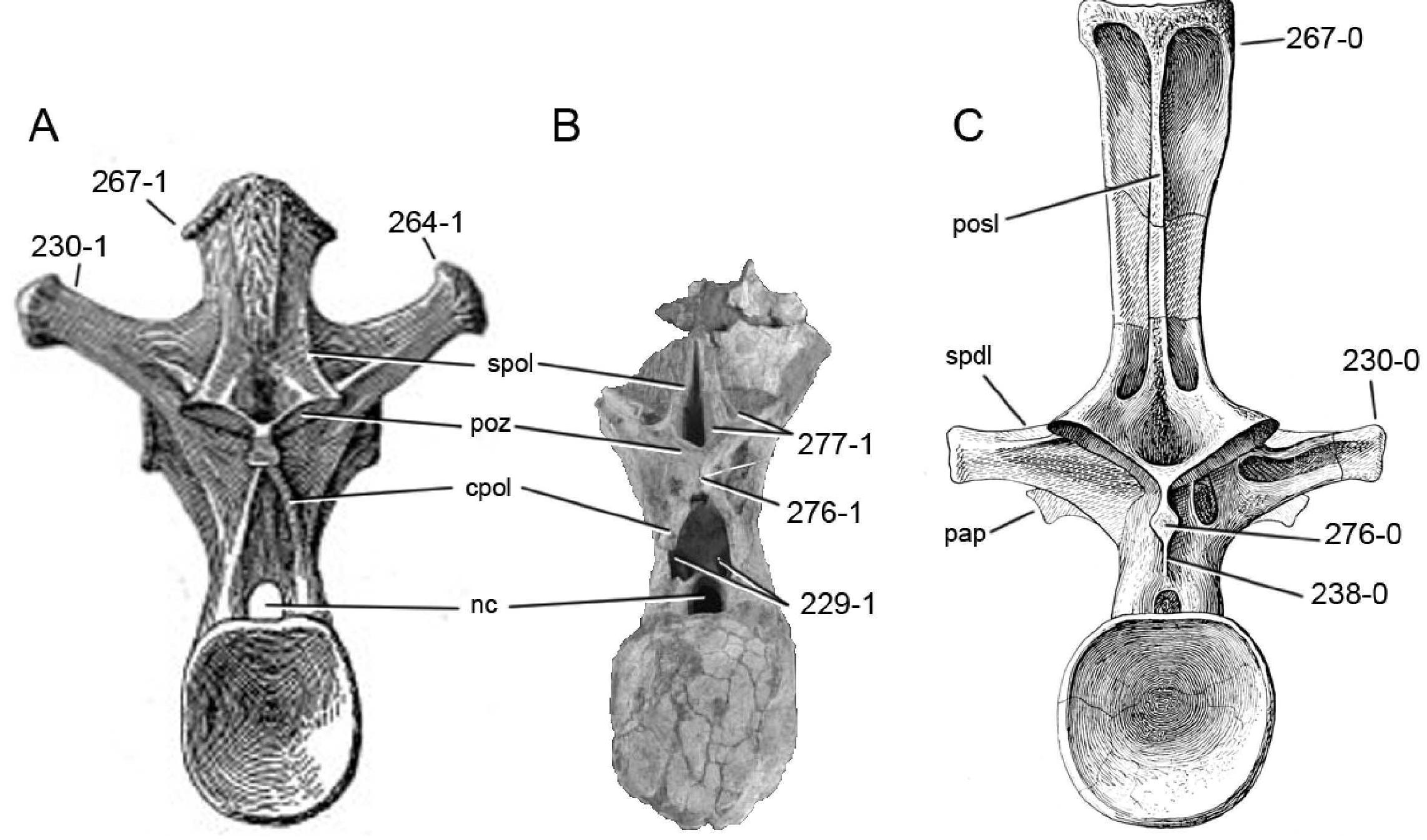 Diplodocoid posterior dorsal vertebrae. posterior 1903),